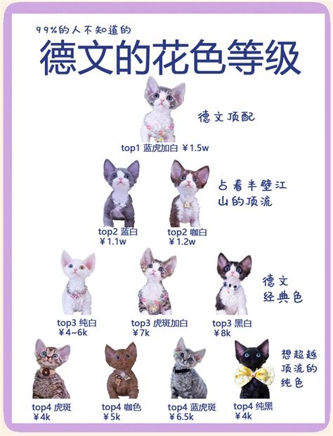德文猫的品种与颜色全解析，新手必看！