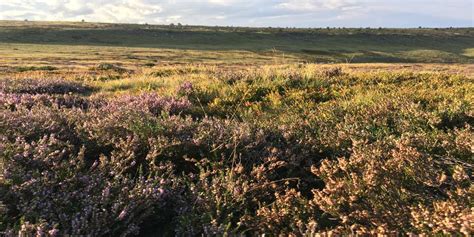 T Test Formula Excellent Reference You Will Love Datanovia