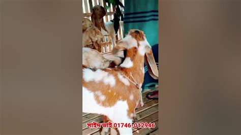 আবু সাইদ ভাই এর নতুন বাচ্চা ছাগল কালেকশন। Goat উন্নত জাতের তোতাপুরি ছাগল Youtube