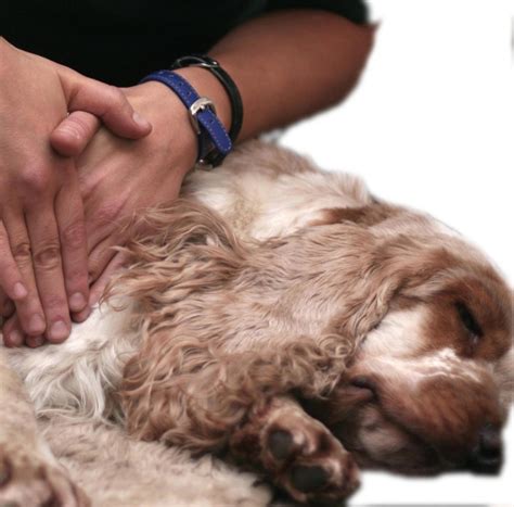 Canine Massage For Remedial Soft Tissue Injury K9 Uk