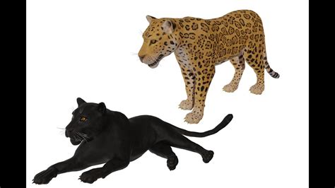 Jaguar Animation Demo Youtube
