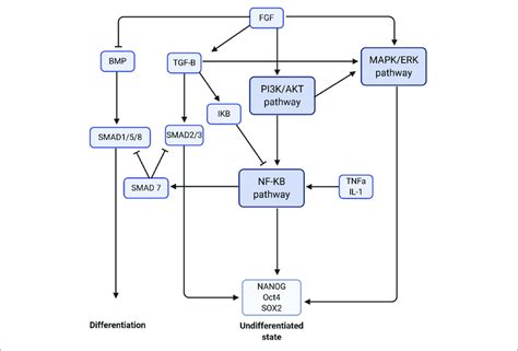 Crosstalk Between Signaling Pathways To Maintain Stem Cells In An