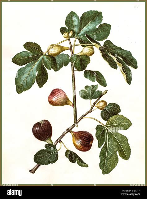Fig Leaf Drawing