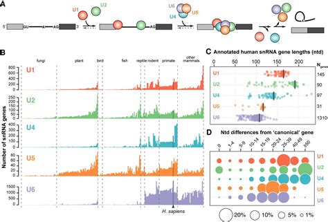 Human Spliceosomal Snrna Sequence Variants Generate Variant Spliceosomes