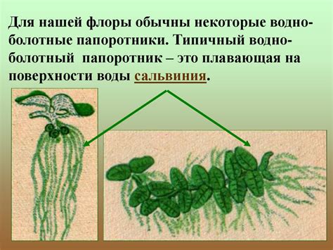 Папоротники. Общая характеристика - презентация онлайн