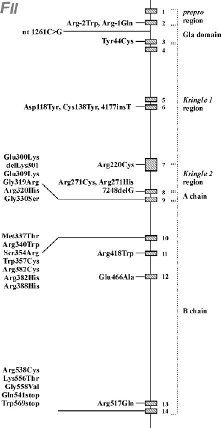 Mutations In The Prothrombin Gene Projected On The Exons Encoding The Download Scientific