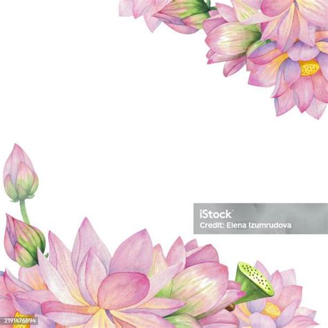 분홍색 연꽃 새싹 및 꽃 정사각형 프레임 배경에 고립되어 있습니다 수채화 그림입니다 Blank 디자인 장식 및 인쇄 타이포그래피 및 엽서용 0명에 대한 스톡 벡터 아트 및