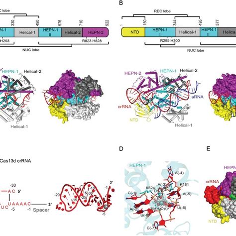 Structural Features Of Type Vi‐b Crispr‐cas Effectors All Pymol Download Scientific Diagram