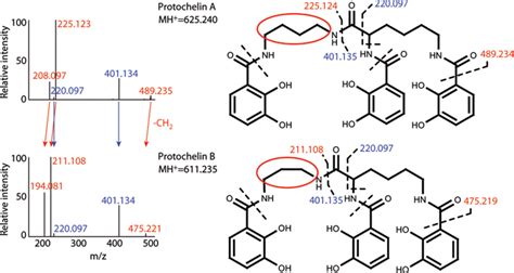 Small Molecule Lc Msms Fragmentation Data Analysis And Application To Siderophore