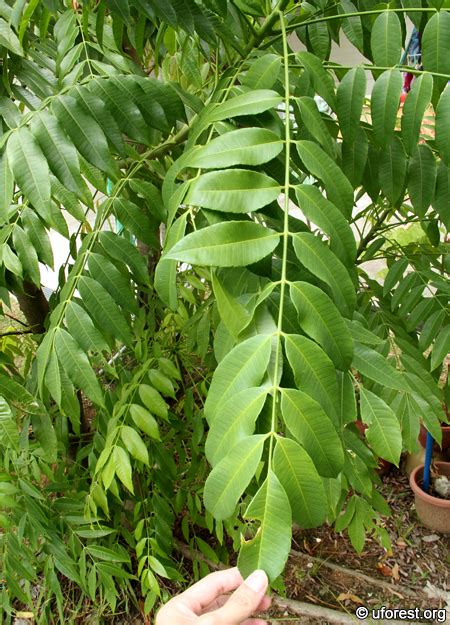 Balonglong Spondias Dulcis