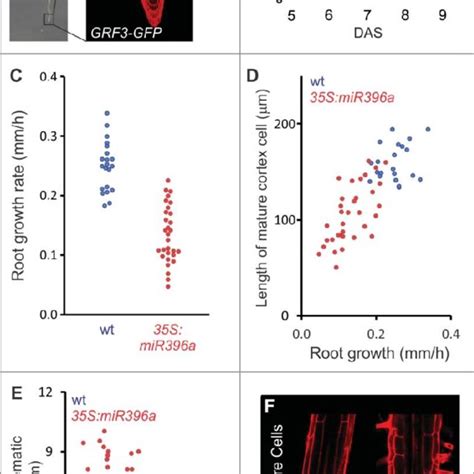 Mir396 Controls The Size Of Both Mature And Meristematic Cells A