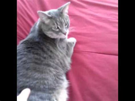 Poke The Pussy Youtube