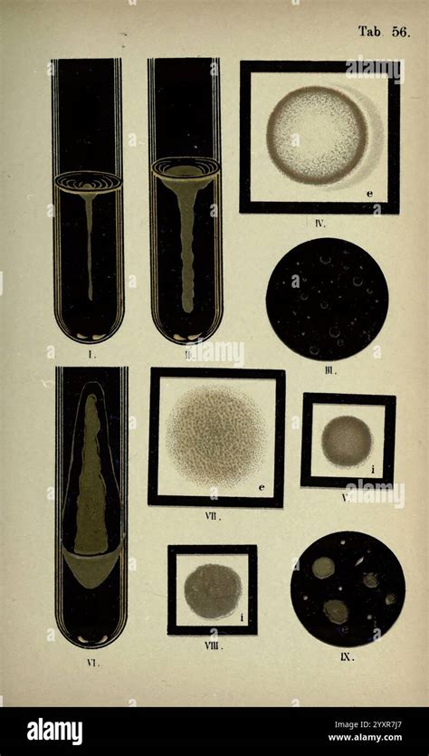 Atlas And Essentials Of Bacteriology New York 1897 Bacteria Atlases Bacteriological