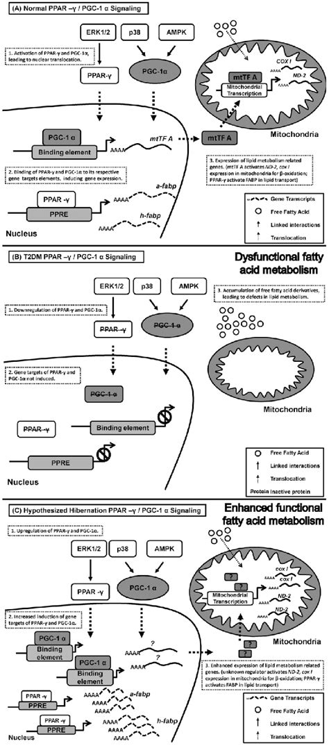 Ppar Cpgc 1a Signaling Pathways Activation Of Ppar C Through Upstream Download Scientific