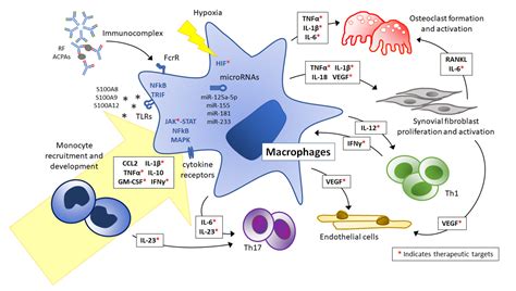 Macrophage Activation