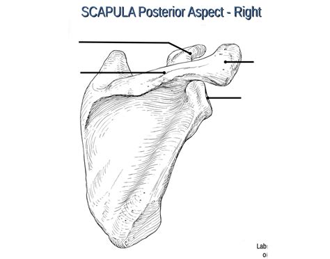 Scapula Posterior Aspect Right Quiz