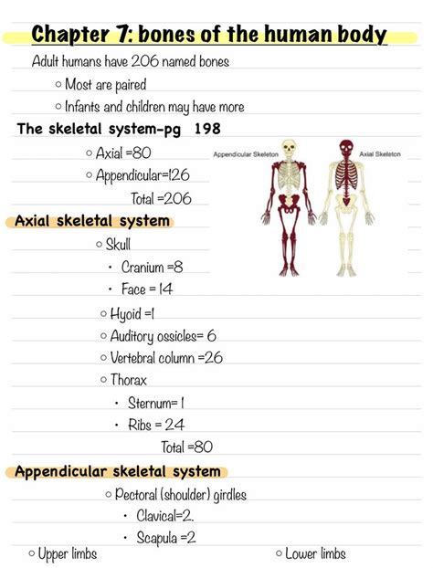 The Human Skeletal System Structure Function And Health Human