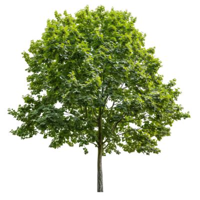Tree 2d PNGs For Free Download