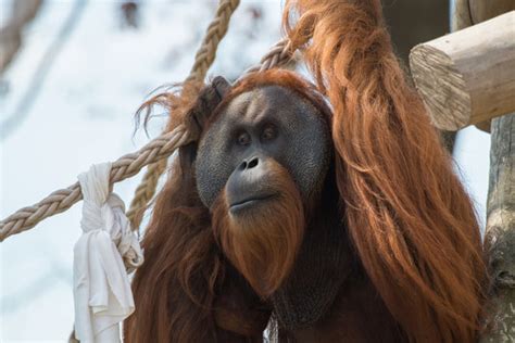 Sivapithecus Bilder Durchsuchen 133 Archivfotos Vektorgrafiken Und Videos Adobe Stock