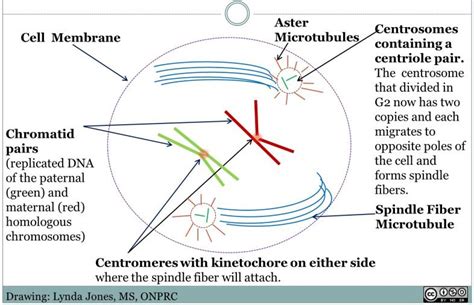 Prophase Diagrams