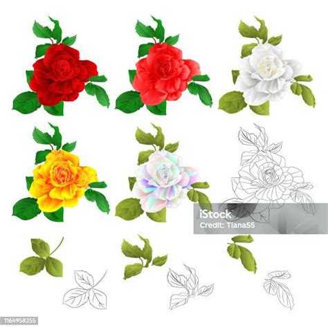 장미 빨강 핑크 흰색 노란색 색과 윤곽 꽃 봉 오리와 나뭇잎 자연 수채화 빈티지 에 흰색 배경 벡터 일러스트 편집 결혼식에 대한 스톡 벡터 아트 및 기타 이미지 Istock