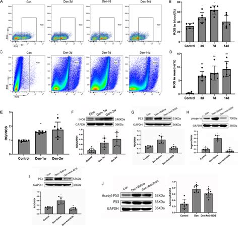 Increased Ros Inos Derived No After Denervation Upregulated