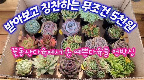 2479 🌸받아보고 칭찬하는 무조건 5천원 언박싱🌸 오늘도 예쁜다육들 한상자 왔어요🌸 꽃동산다육010 3939 4304