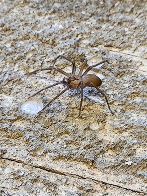 Is This Also A Brown Recluse Rspiders