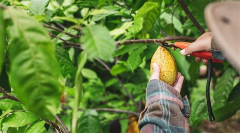 Premium Photo Agricultural Cocoa Farmer Use Pruning Shears To Cut The