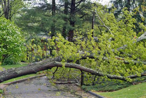 5 Ways To Use Fallen Trees According To Arborists