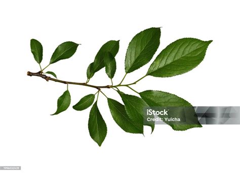 신선한 과일 나무 가지 와 녹색 잎 와 고립된 통하고 있는 백색 배경 나뭇가지에 대한 스톡 사진 및 기타 이미지 나뭇가지 잎 흰색 배경 Istock