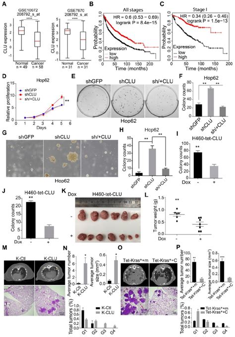 Clu Is An Essential Tumor Suppressor Gene In Lung Cancer A Two