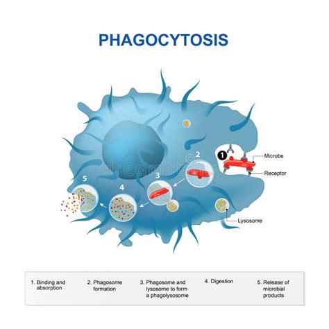 Phagocytosis Stock Vector Illustration Of Granulocyte 79205517