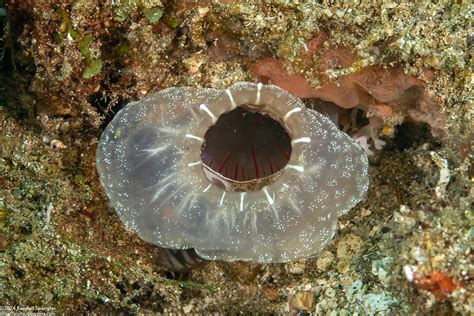 Ascidia Ornata Ascidia Ornata Spanglers Scuba