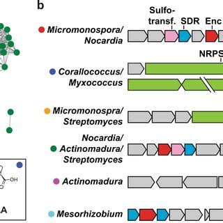 Novel Classification Scheme For Encapsulin Like Operons Shown Are The