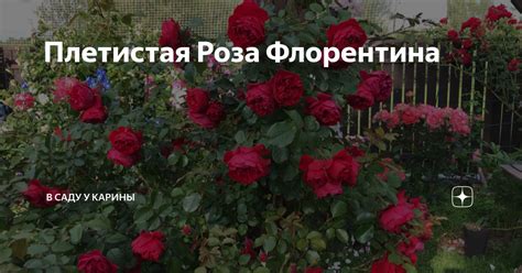 Плетистая Роза Флорентина | В саду у Карины | Дзен
