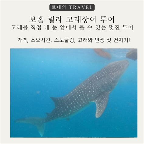 보홀 고래상어 투어예약 가격소요 시간 보홀여행 릴라고래와 함께하는 스노쿨링 내돈내산 신나는 자유여행 네이버 블로그