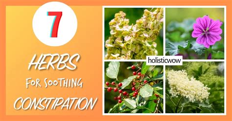 7 Best Herbs For Soothing Constipation Holisticwow
