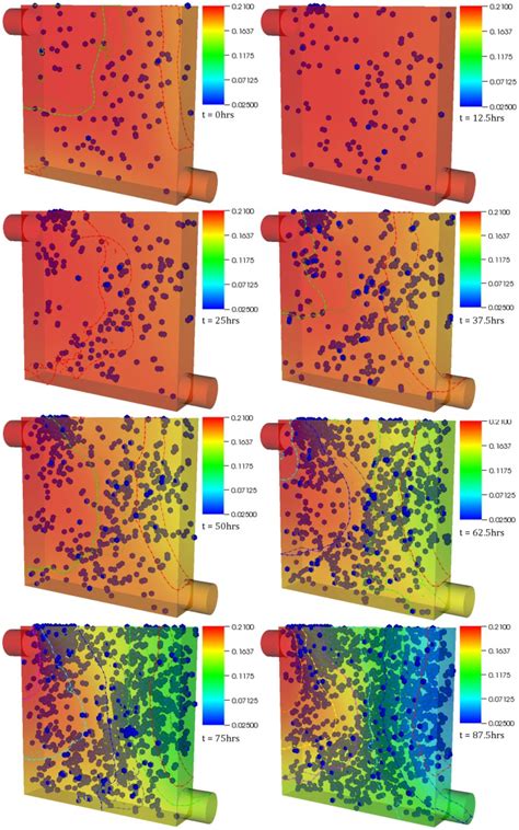 Temporal Evolution Of Cell Population And Nutrient Concentration Inside