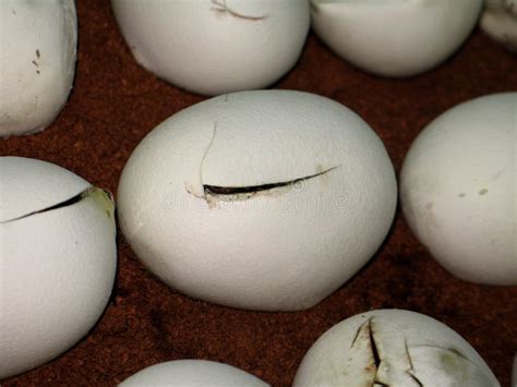 Burmese Python Python Bivittatus Stock Image Image Of Hatching Burmese 271633431