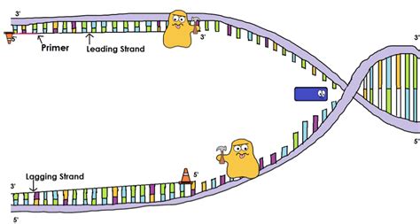 Direction Of DNA DNA Replication
