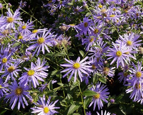 Aster Frikartii Mönch Herfstaster Vertrouwd Online Kopen