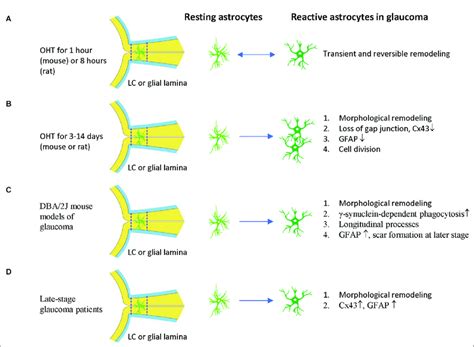 Onh Astrocyte Activation In Glaucoma Is Heterogeneous And Stage