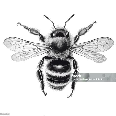 흰색 배경에 고립된 꿀벌의 벡터 조각 그림입니다 꿀 제품 포장 디자인에 대 한 벡터 그림입니다 벌집에 대한 스톡 벡터 아트 및 기타 이미지 Istock