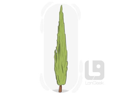 Definition Meaning Of Cypress LanGeek