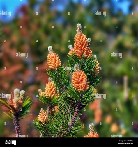 Scotch Pine Pinus Sylvestris Male Pollen Flowers On A Tree Growing In A Evergreen Coniferous
