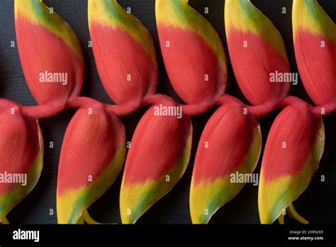 Close Up Of Heliconia Flower Abstract Hanging Lobster Claw False Bird
