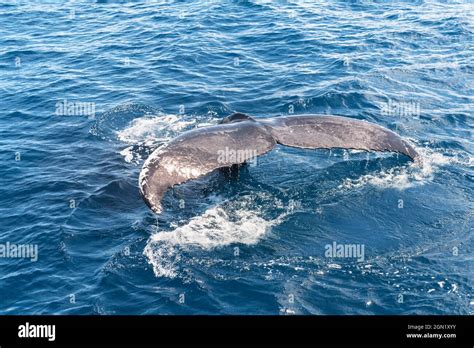 Tail fluke of humpback whale (Megaptera novaeangliae), Hervey Bay, Queensland, Australia Stock ...