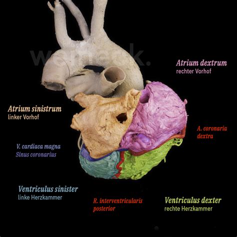 Herz Form Und Aufbau Präpapp Early Access