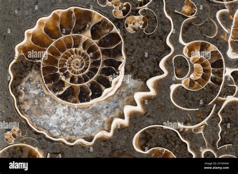 Close Up Image Of Ammonite Fossils Embedded In Stone Showcasing Intricate Spiral Patterns And